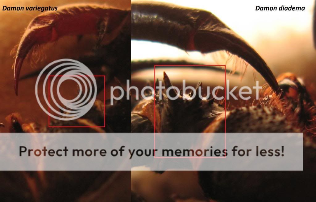 How to tell apart between (tailless scorpion) 'Damon diadema' and ...